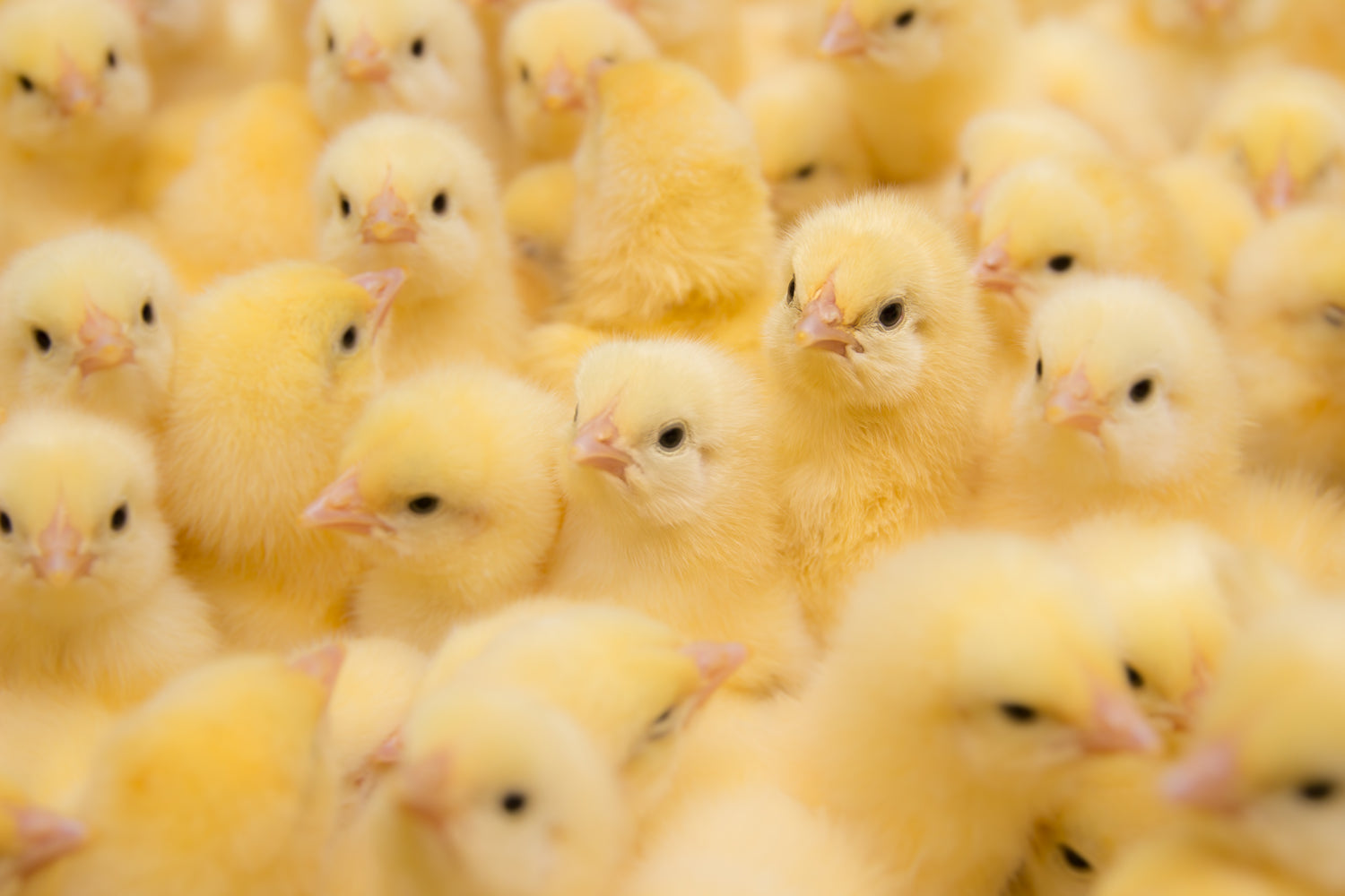 Avian Empire Poultry