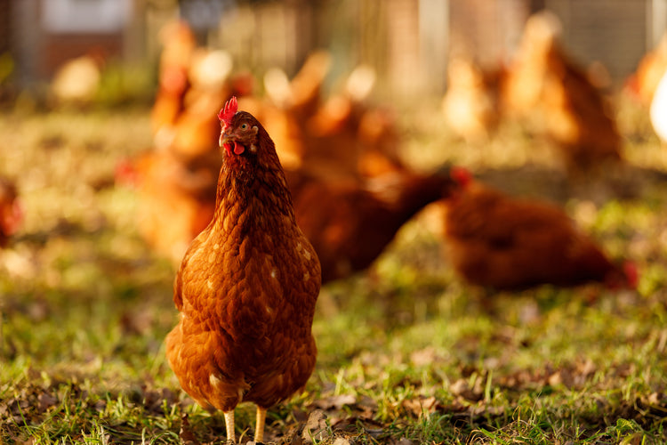 Avian Empire Poultry